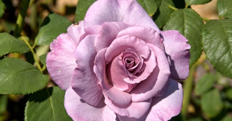 Organic Garden Dreams: October Roses