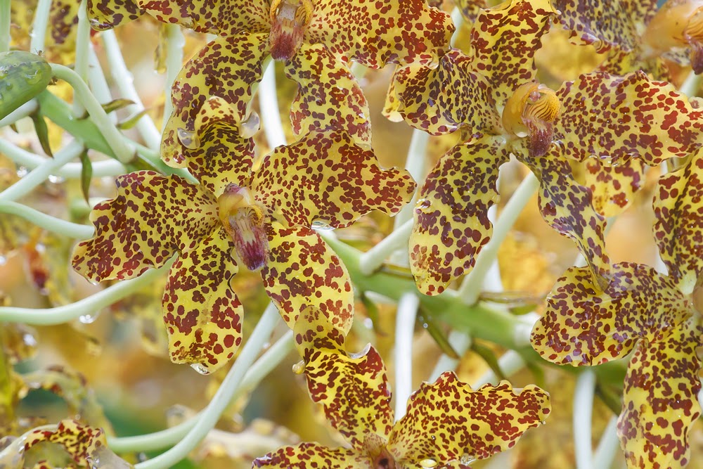 Bluebottle: On The Prowl: Tiger Orchids