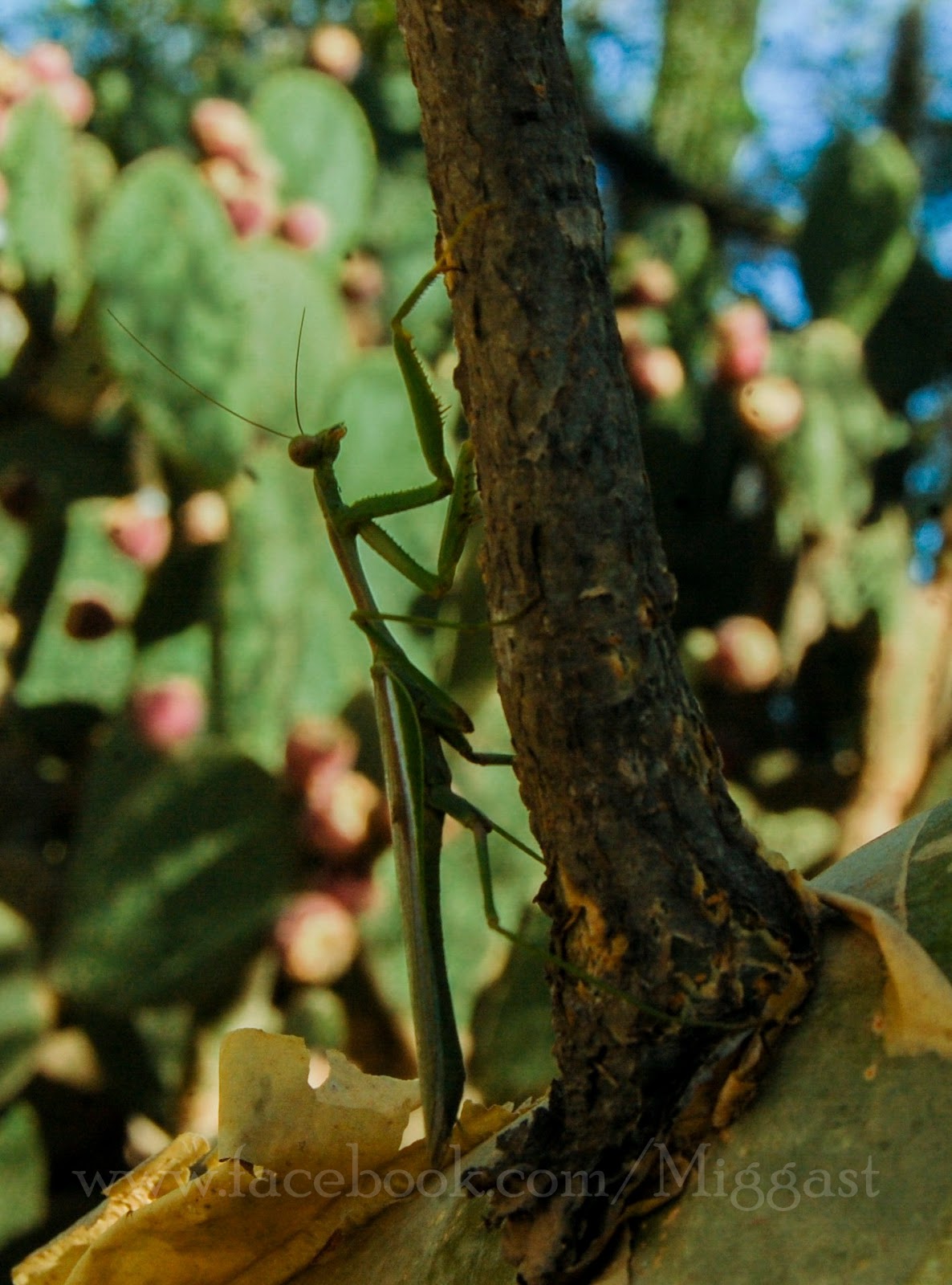 ¿Que es una Ooteca de Mantis o Campamocha?