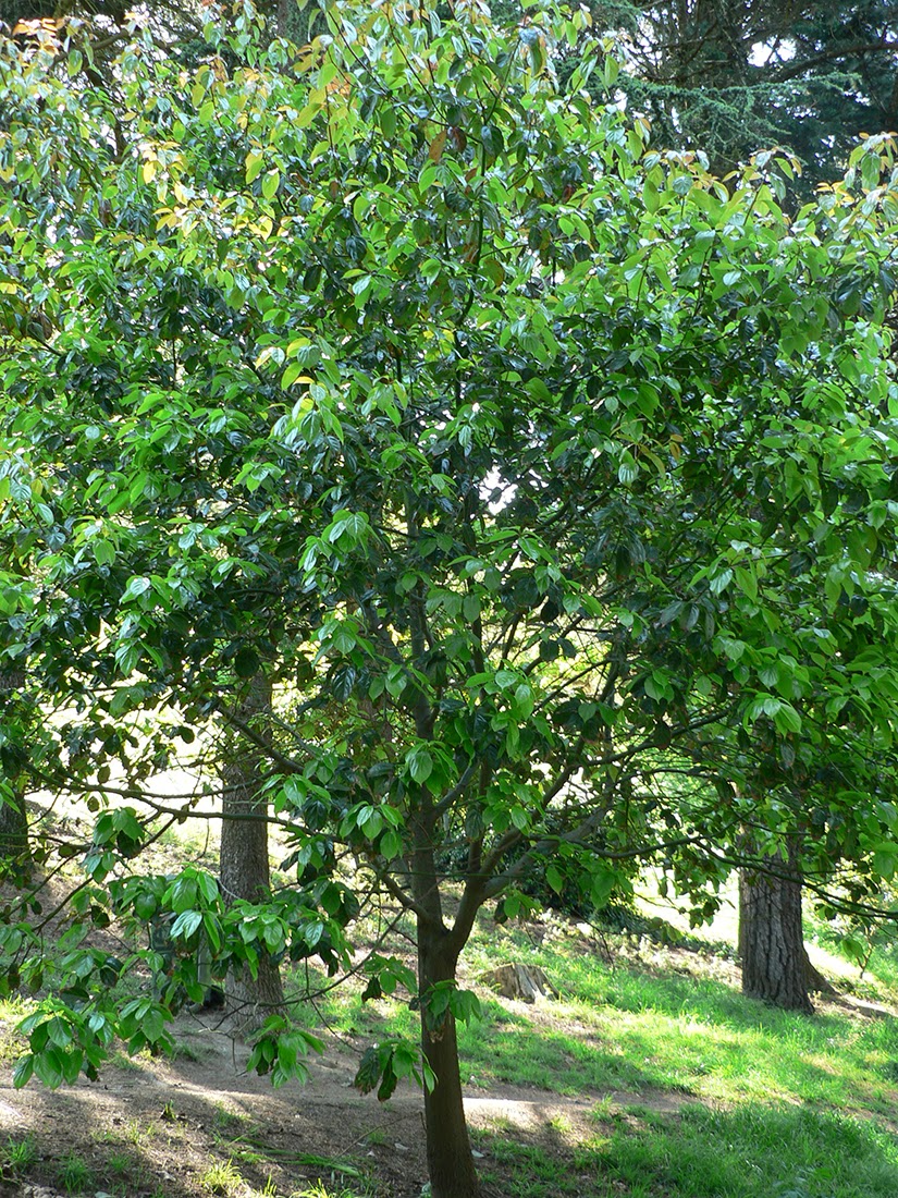 Á R B O L E S . . (T R E E S): Cinnamomum camphora (L) J. Presl ...