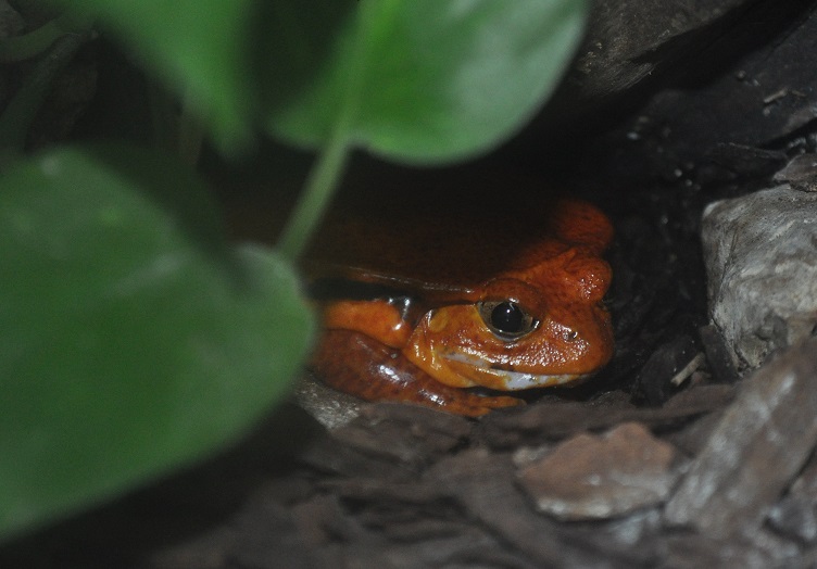 ZOOTOGRAFIANDO (6.096 ANIMALS): RANA TOMATE DE SAMBAVA / SAMBAVA TOMATO ...