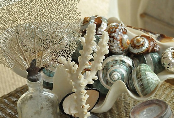 The Amazing Pictures and Fun Planet: Unique Shells Art