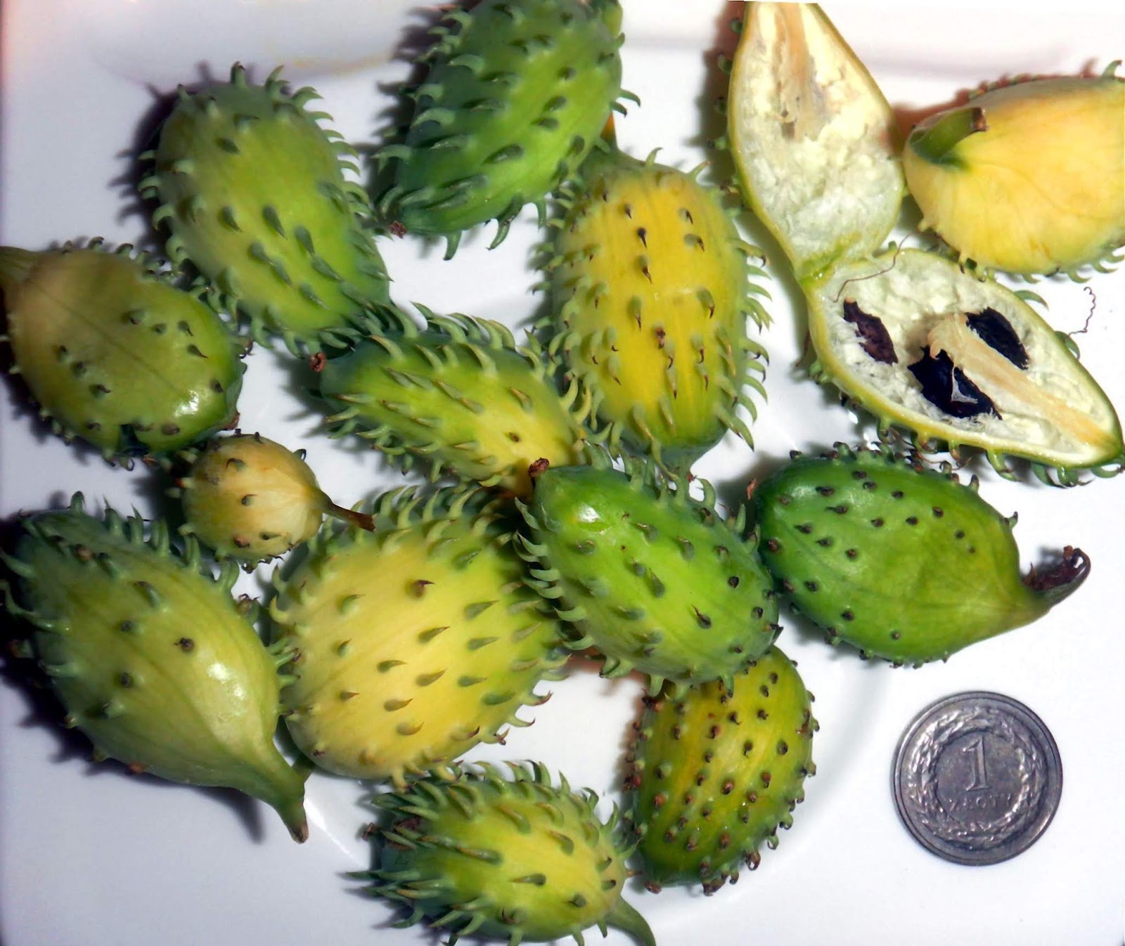 Scirpidiella's Plants: Edible Achoccha species (Cyclanthera sp. div.)