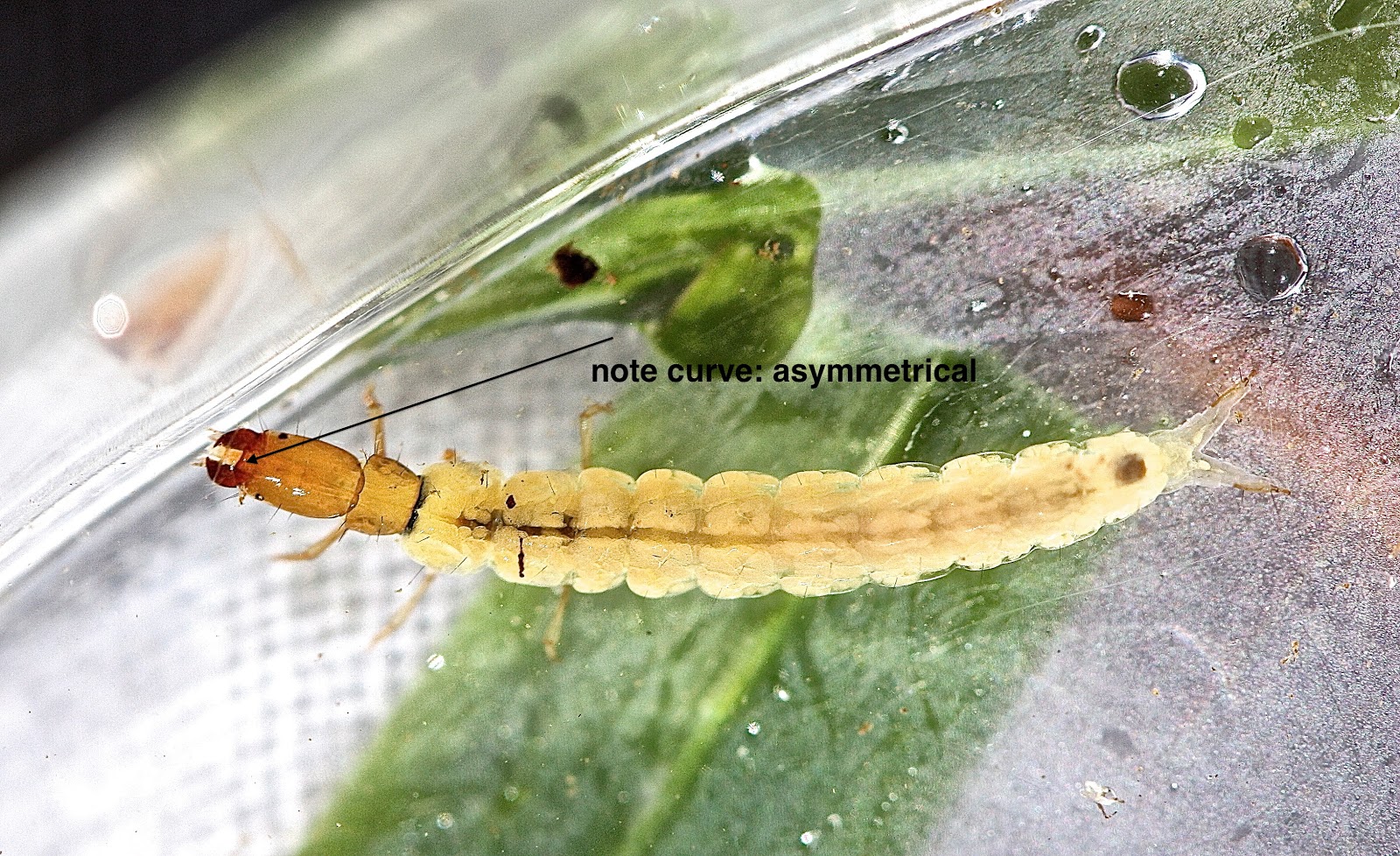 Aquatic Insects of Central Virginia: November 2012