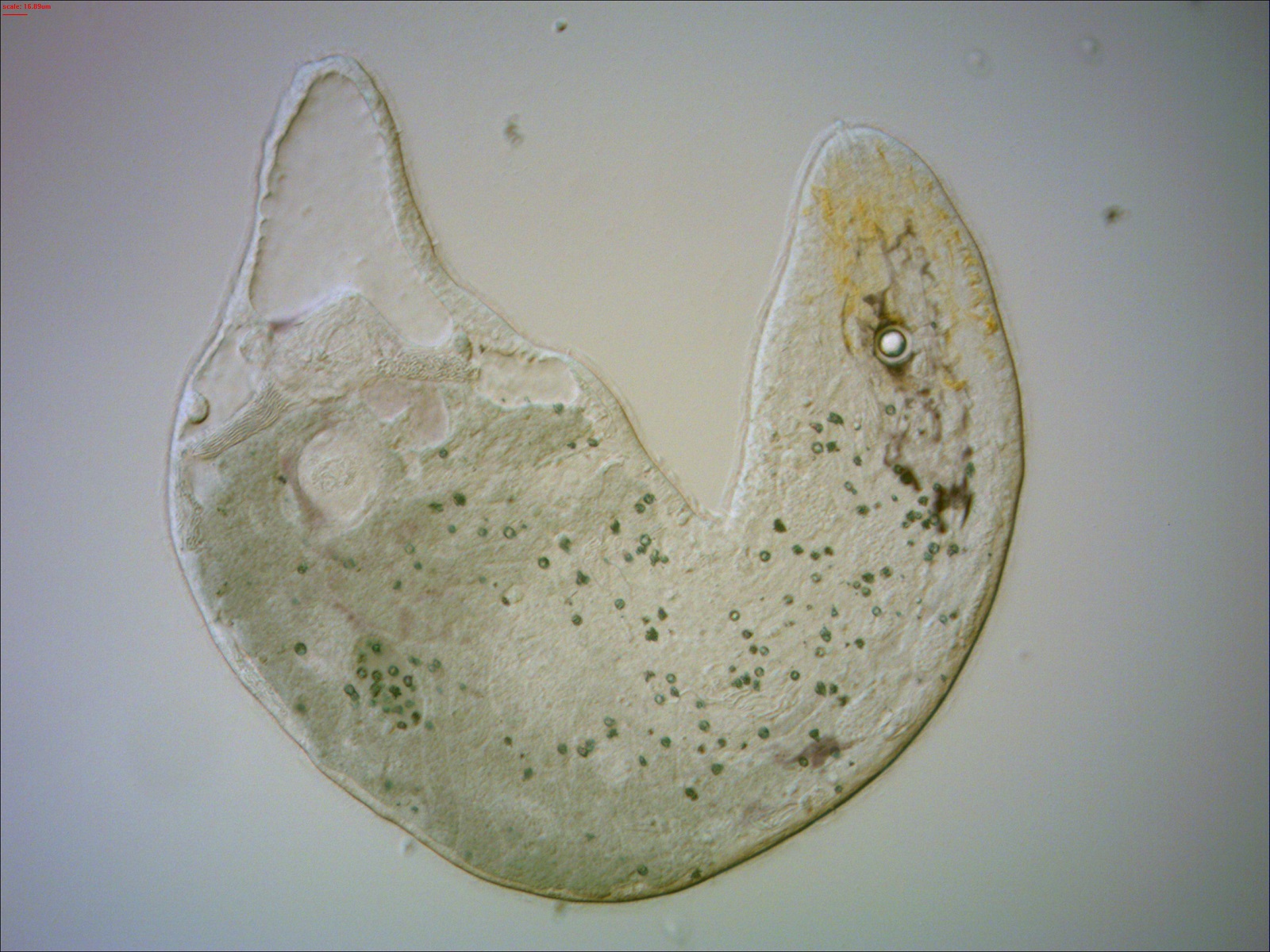 Real Monstrosities: Acoela