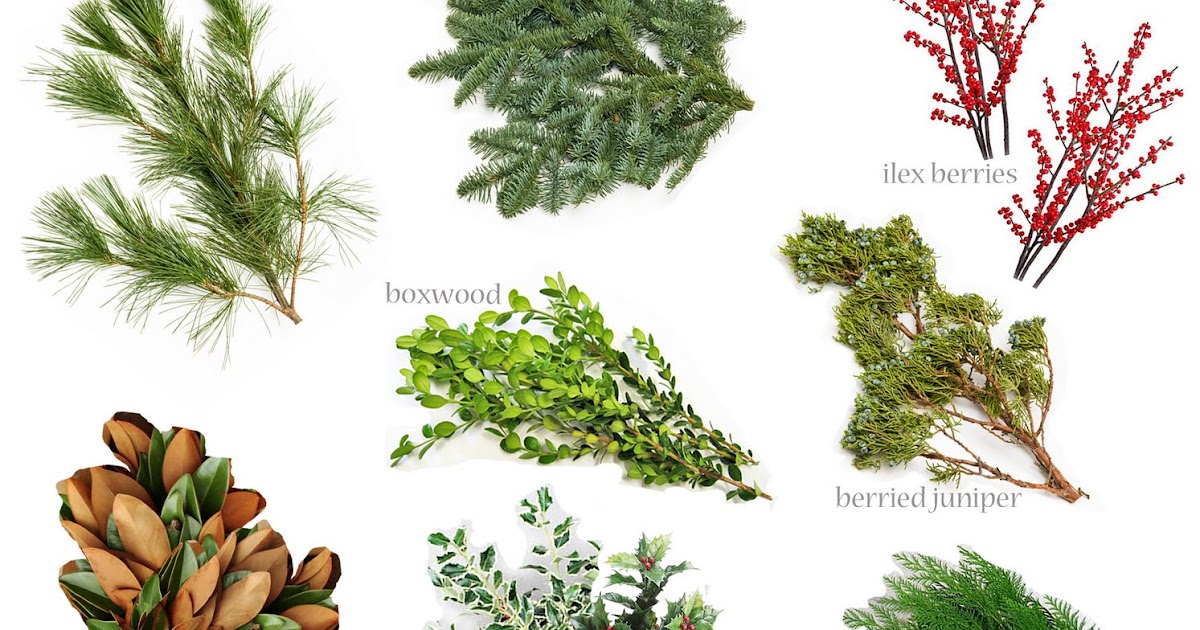 flores del sol: know your christmas greens