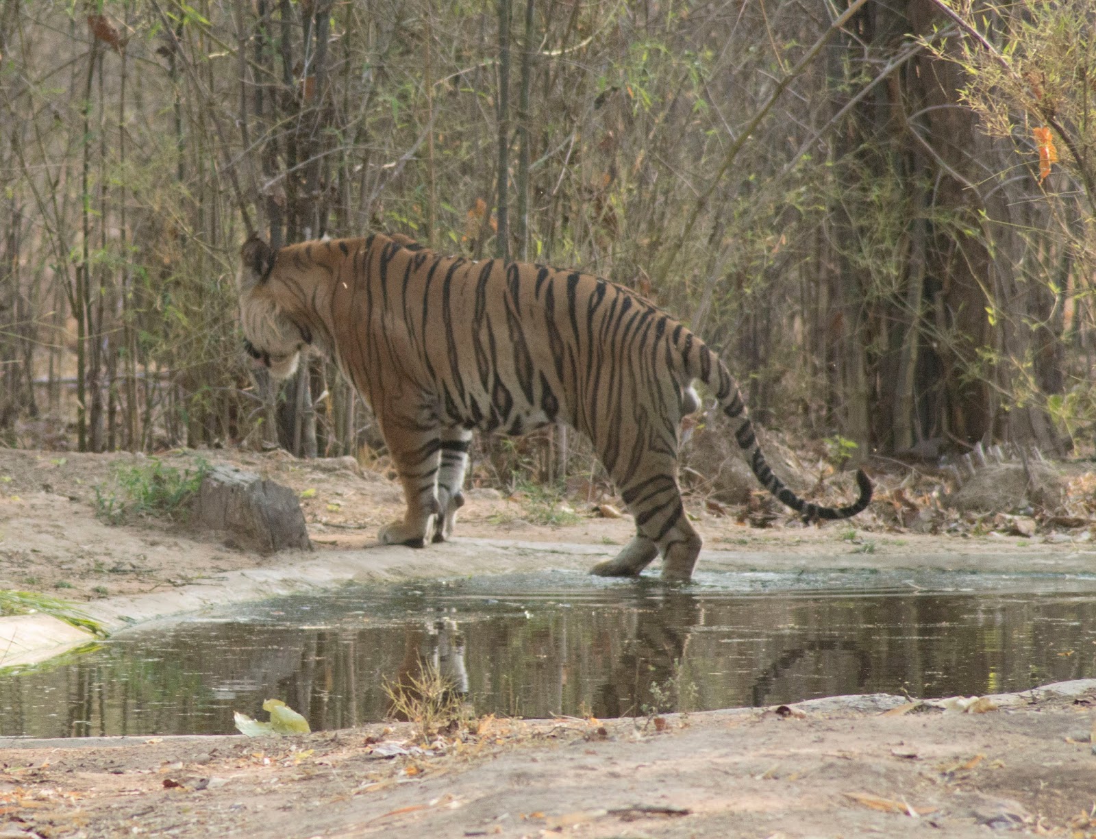 Rajesh's Writings : Tigers of Bandhavgarh...