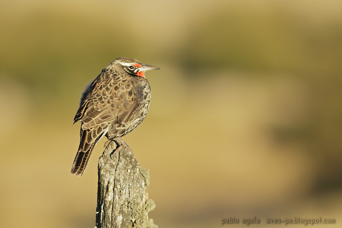 mis fotos de aves: Leistes loyca Loica Long-tailed Meadowlark
