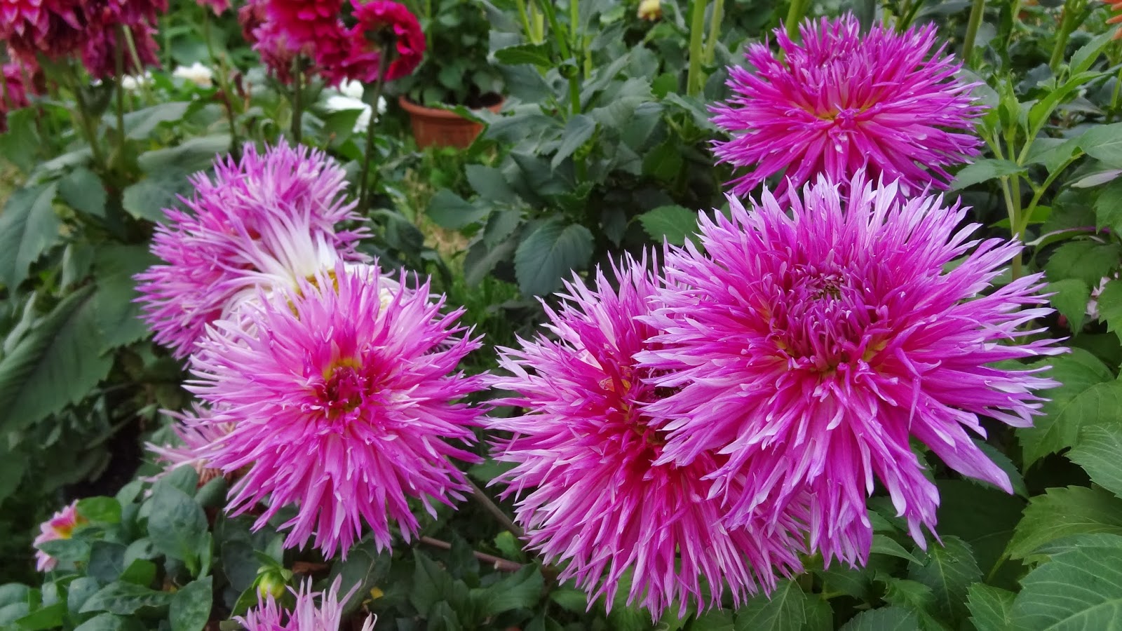 Dahlia flowers: December 2013