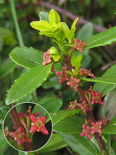 365 Caws: Oregon Boxwood, Paxistima Myrsinites