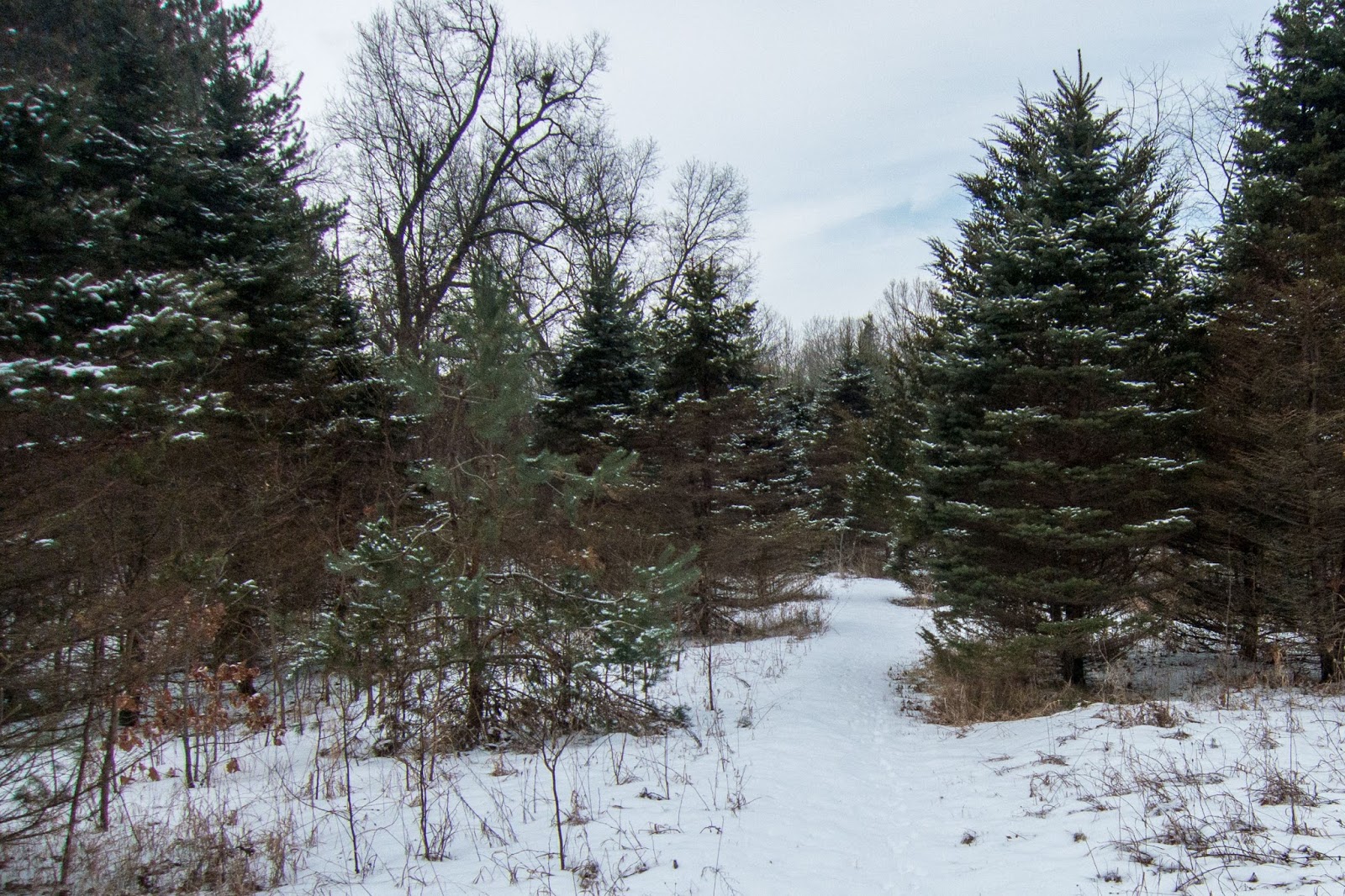 Eric's Hikes: North Country Trail between Middleville and Barry State ...