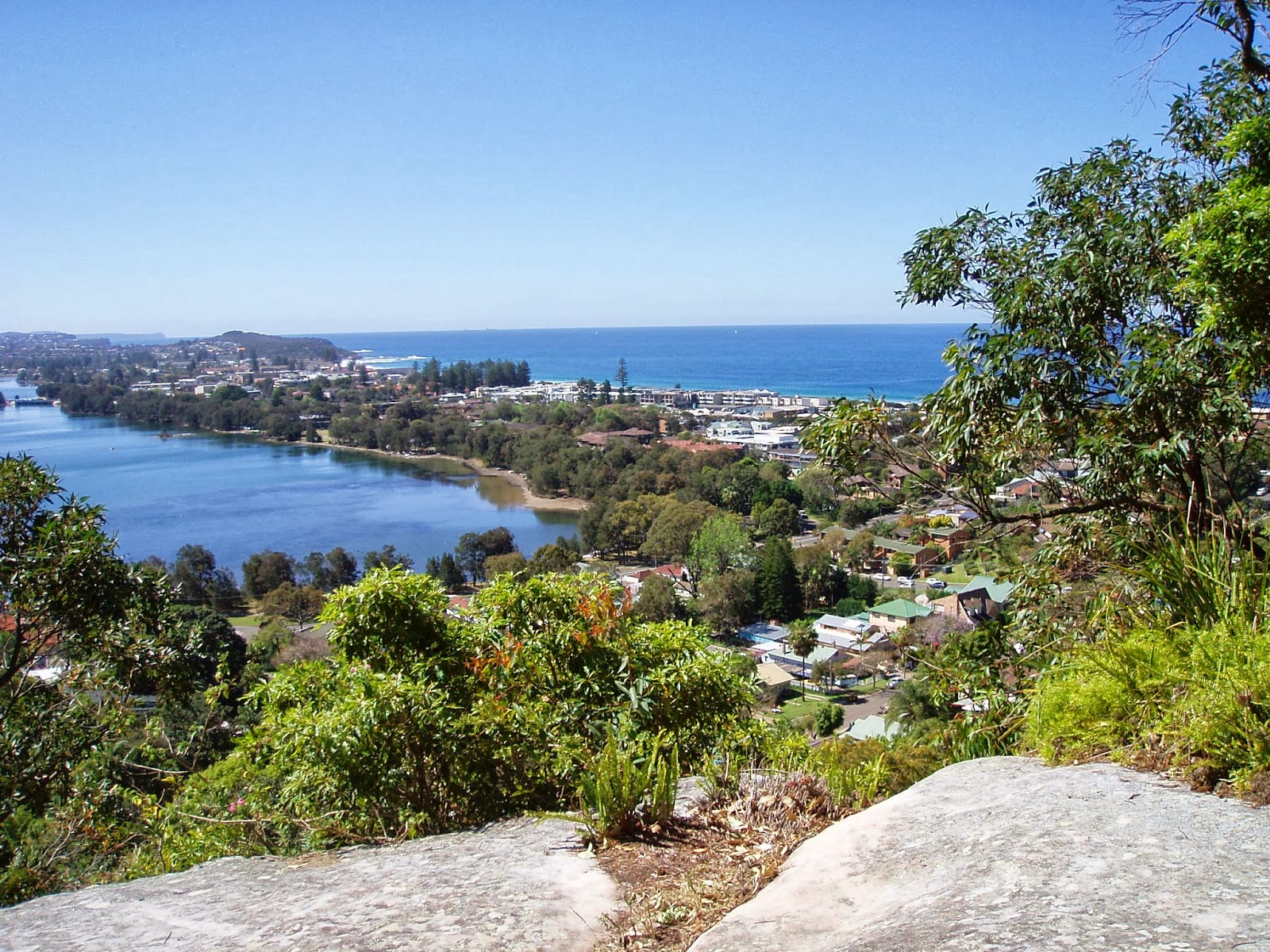 DOGGIE WALKS ON SYDNEY'S NORTHERN BEACHES: COLLAROY PLATEAU