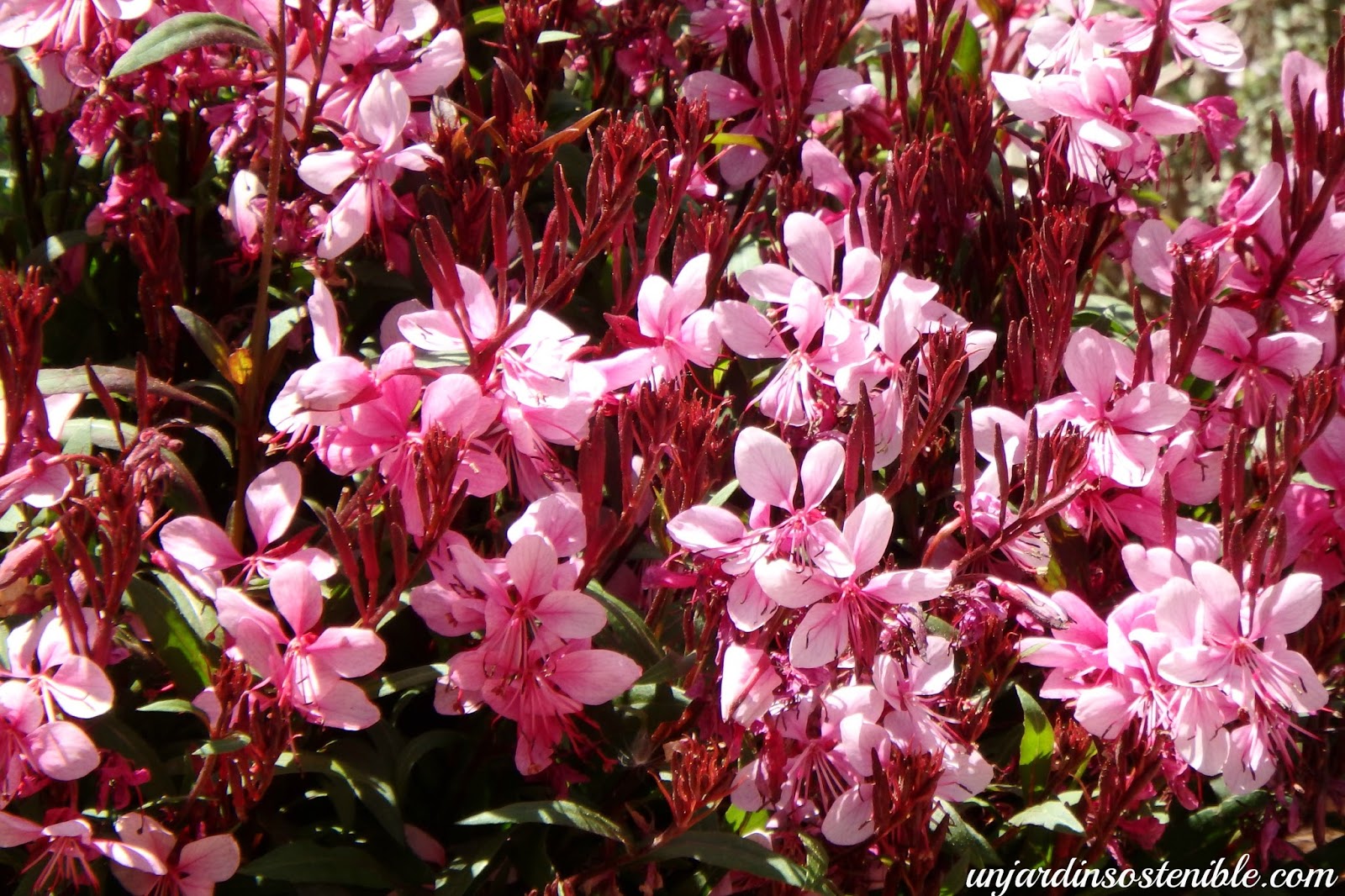 Gaura lindheimeri (Gaura)