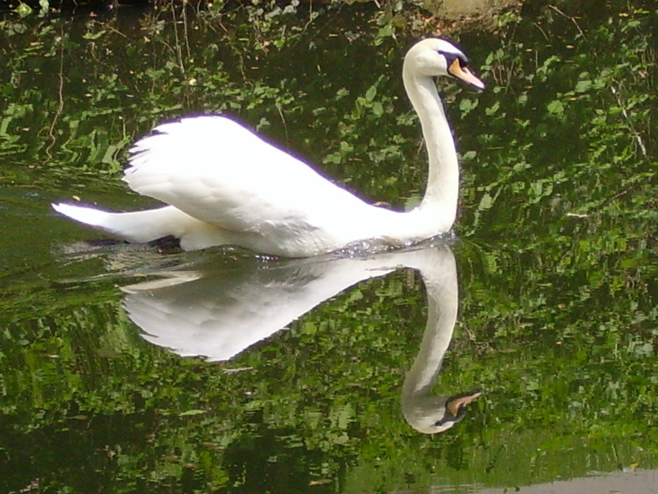 la naturaleza: CISNE