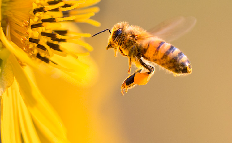 Madu Lebah Alami: Jenis - Jenis Lebah