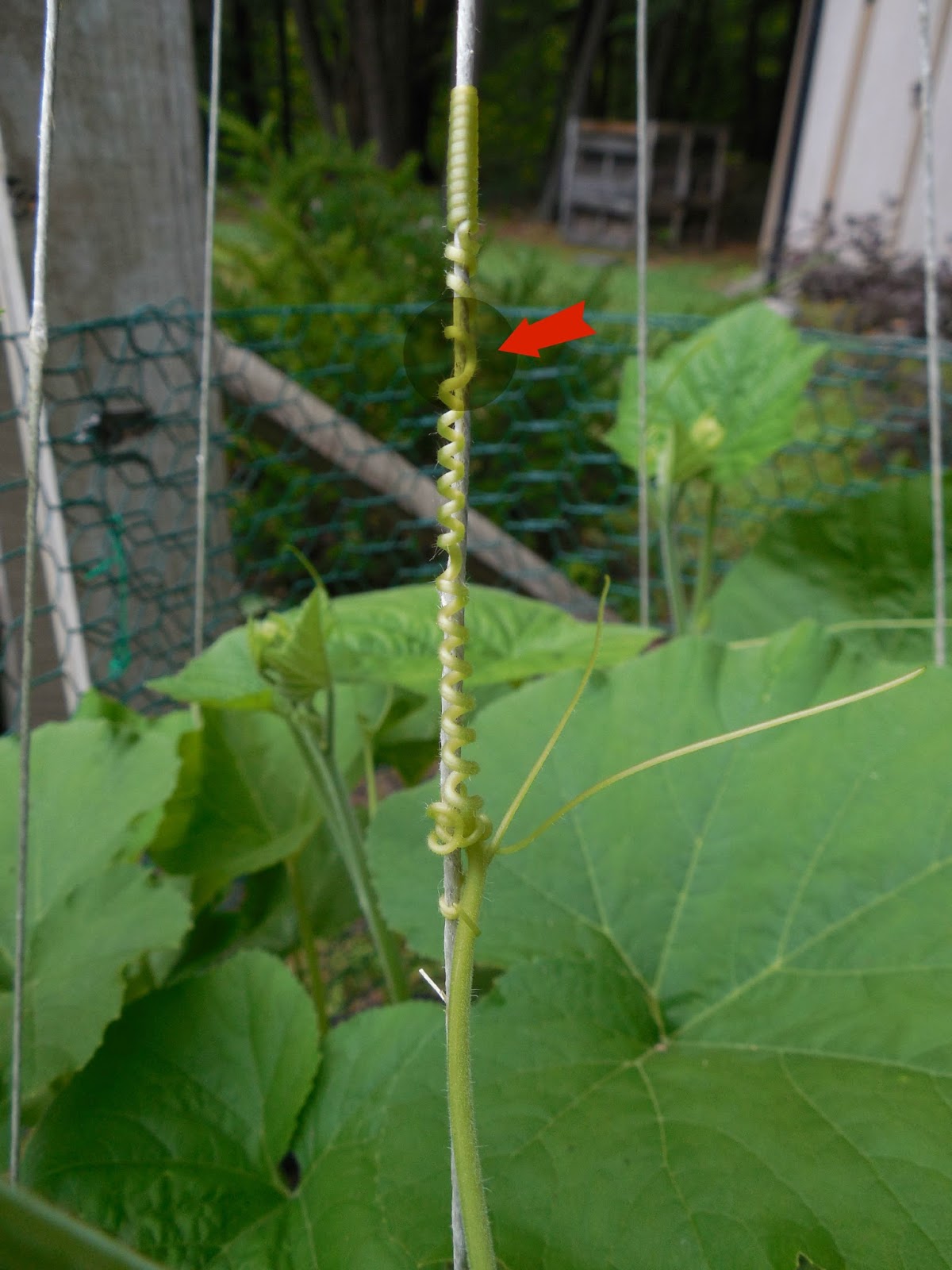 Share it! Science : Glimpse of the Garden: Week 16, Tendrils- Plants in ...