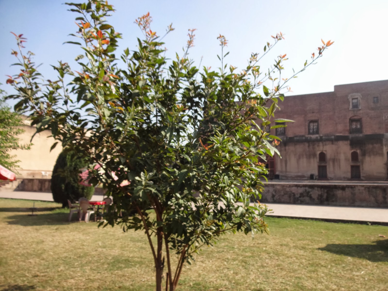 Plants of Lahore - Pakistan: Pilkhan tree- A magnificent joy!