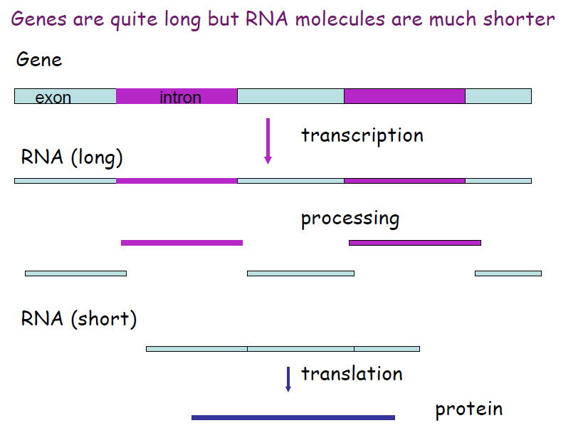 The MEBO Blog: FMO3 genetics lesson (part 2) : DNA, RNA and the protein