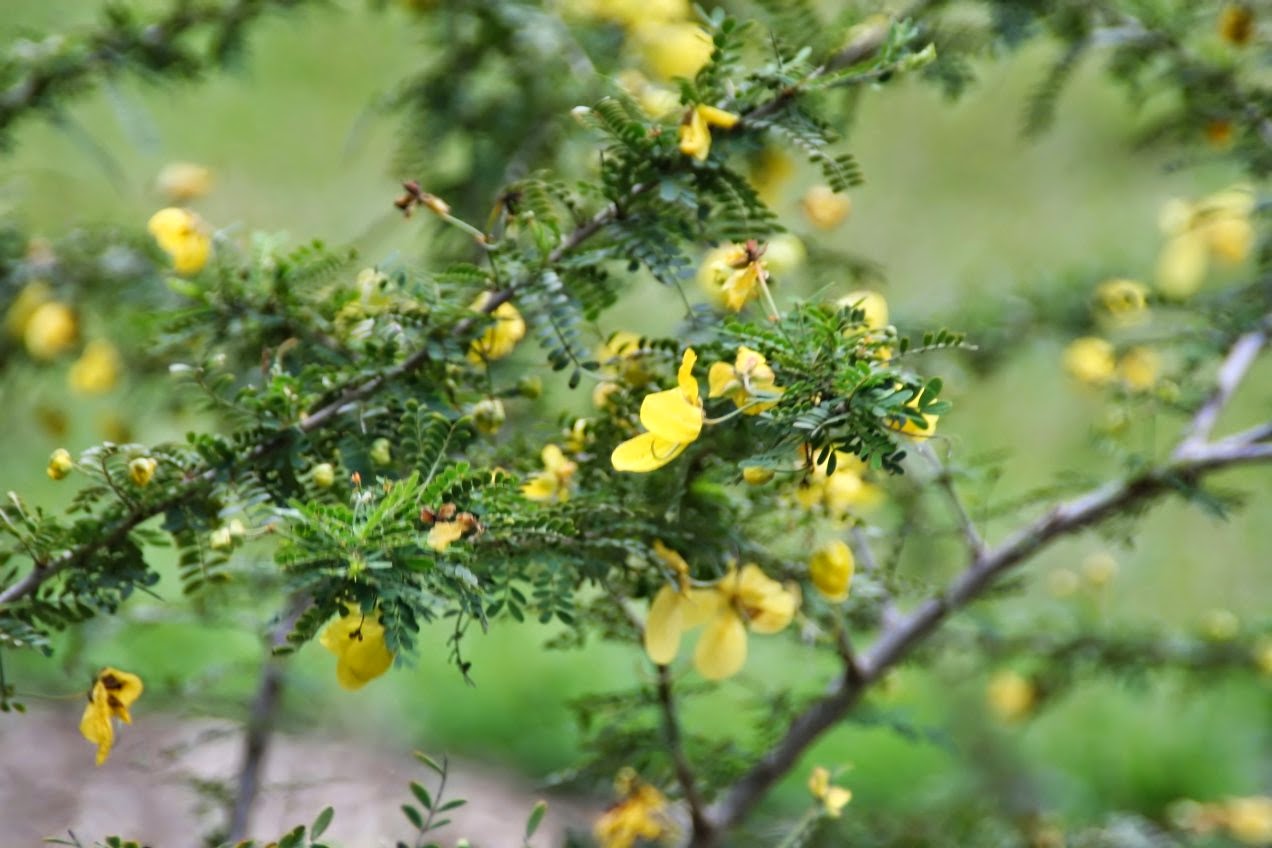 Flora de Puerto Rico Ilustrada Papo Vives: CAESALPINACEA SENNA ...