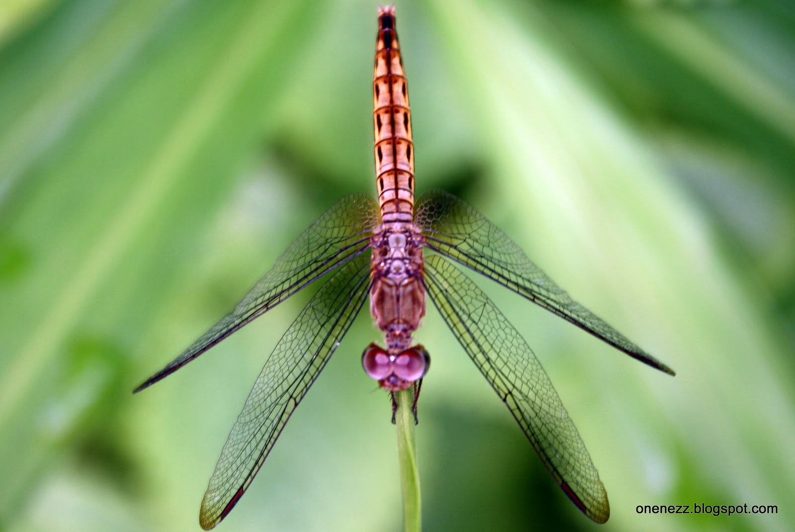 Tropical Nature Photos: Dragonfly Farm