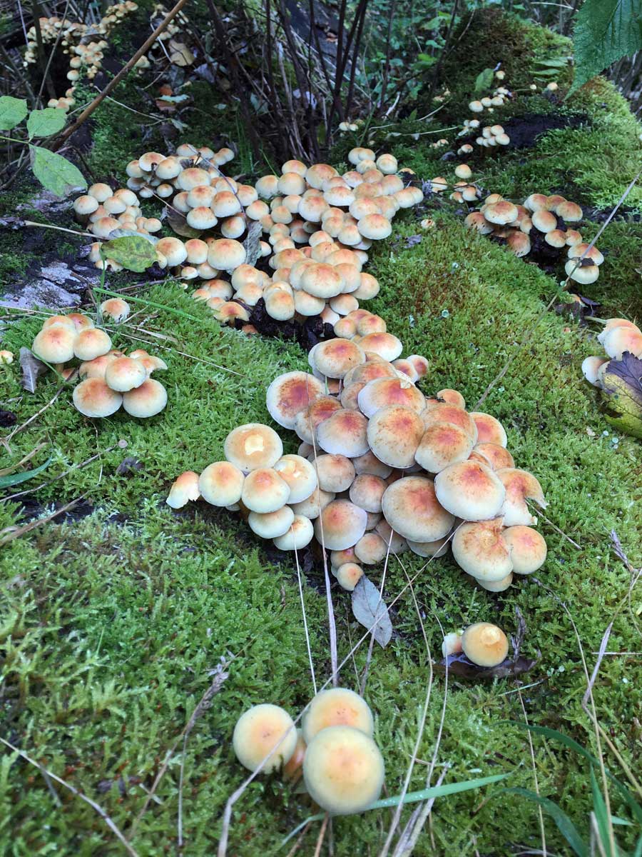 Frieda Oxenham: Colonizing a tree trunk