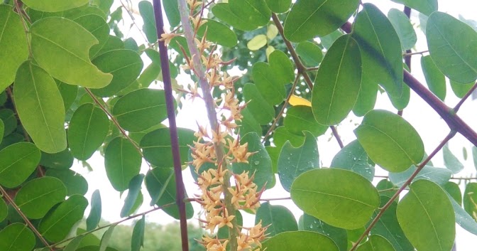 Gifting Trees...: The Saga Tree