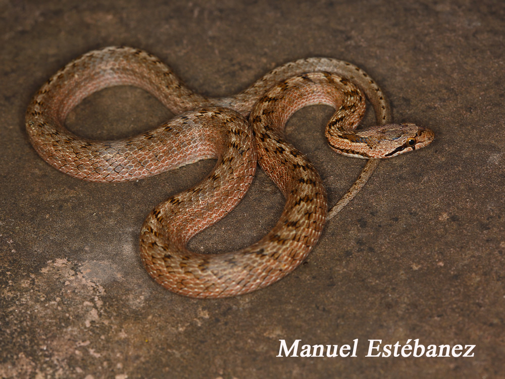 Miradas Cantábricas: Culebra lisa meridional (Coronella girondica) II