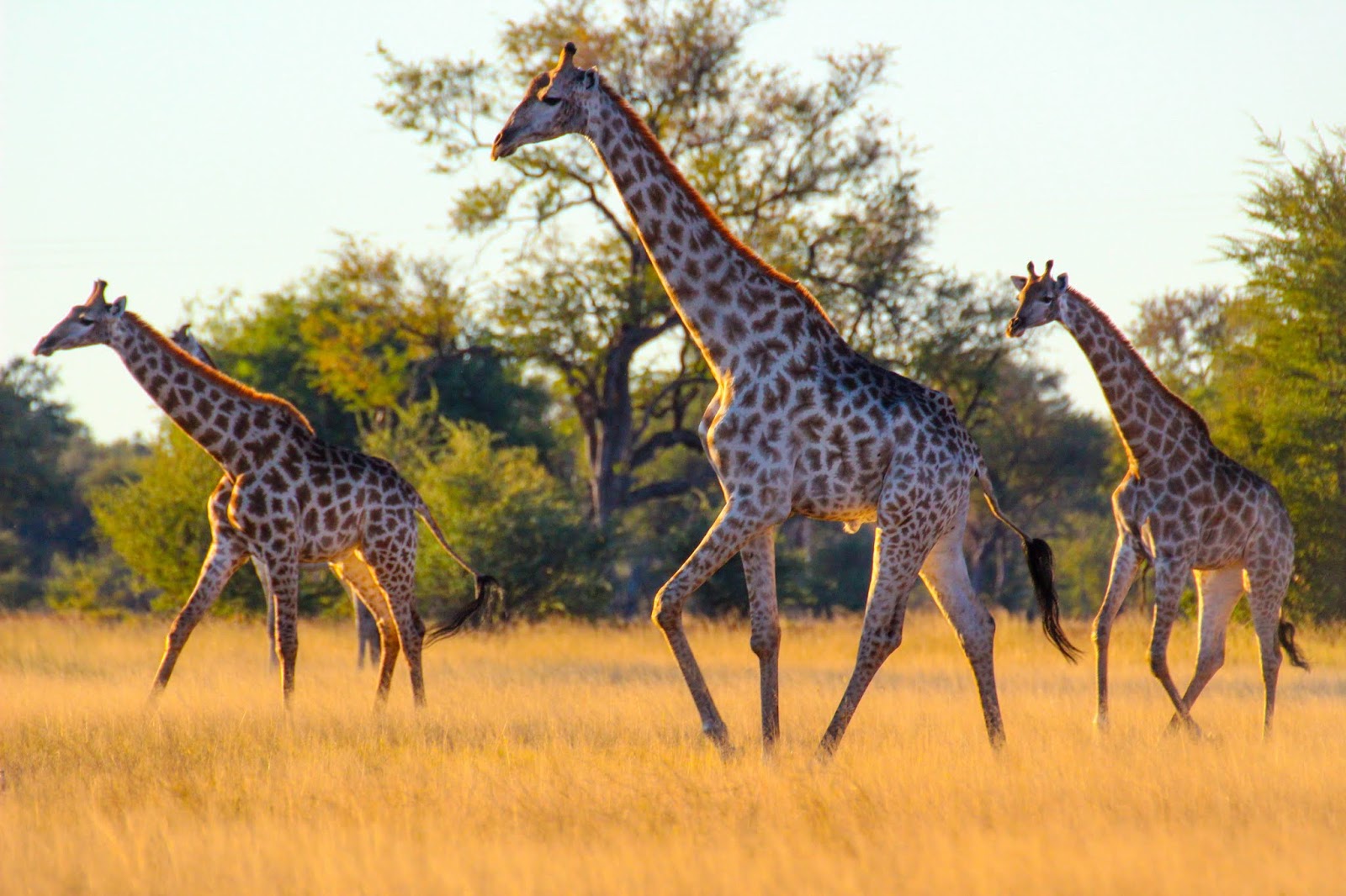 Cannundrums: Angolan Giraffe