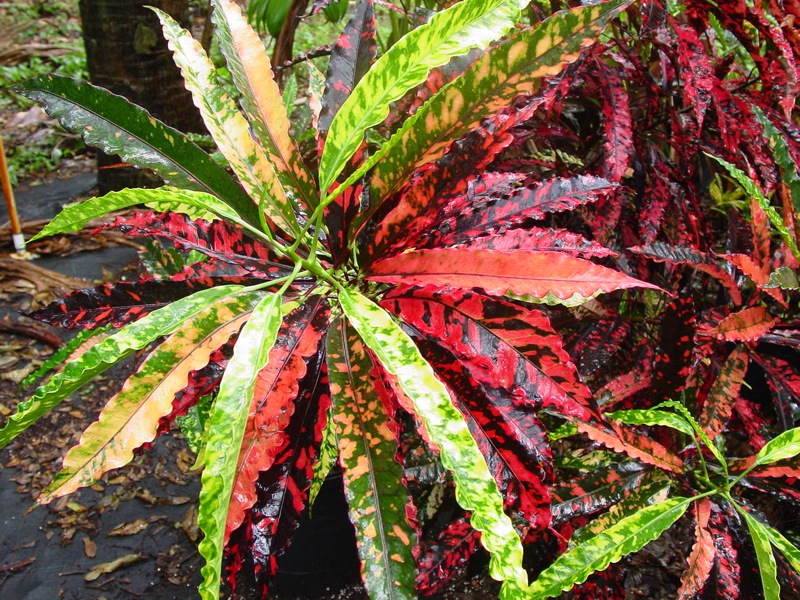Gardening South Florida Style: Crotons....ohhh Crotons...I've got ...