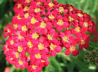 Achillea Flower - Flower Coloring Page