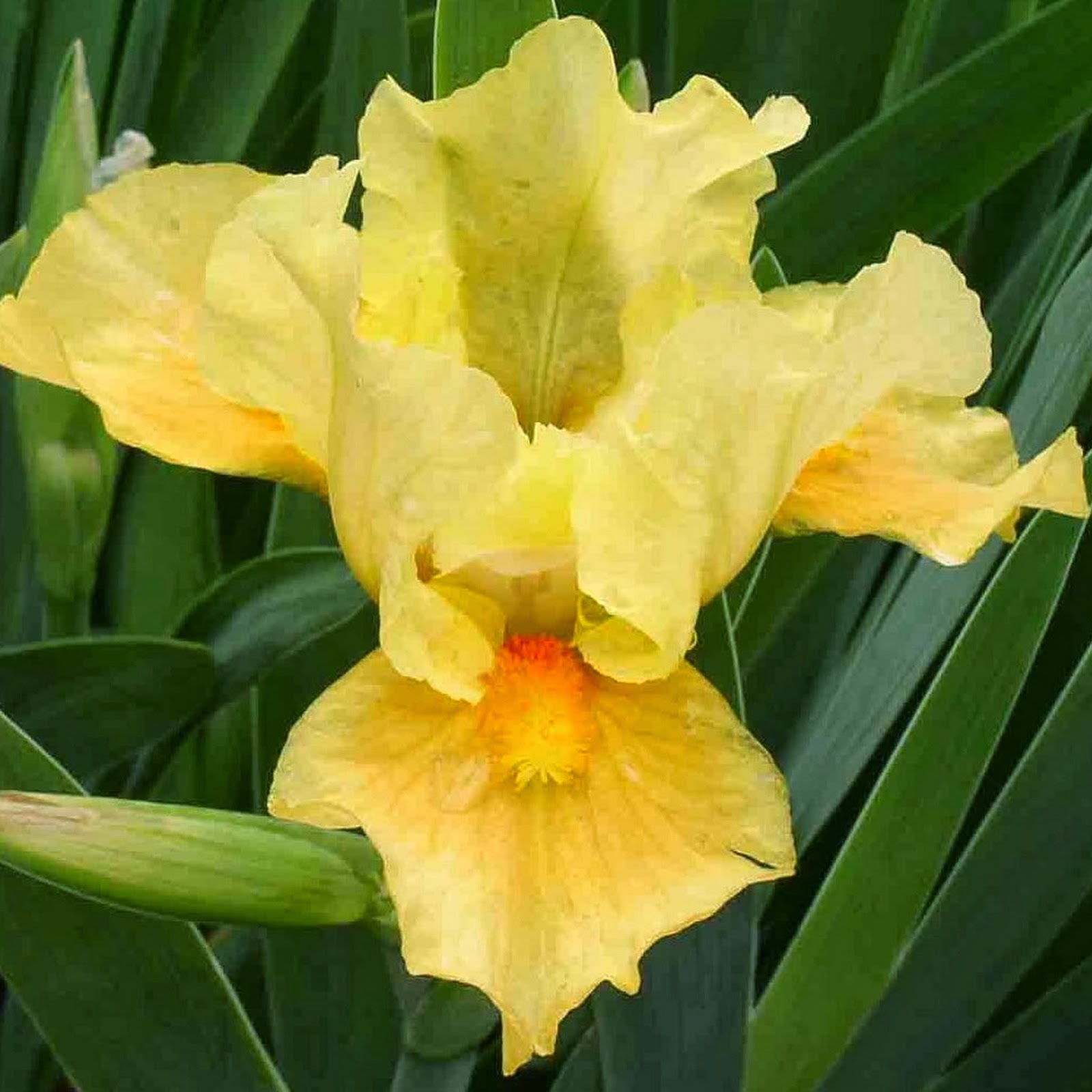 TALL BEARDED IRIS 2013 PLANTS - Sowing the Seeds