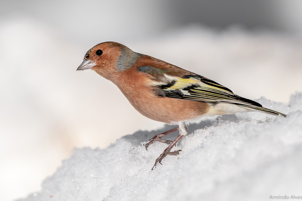 TERRA VIVA: TENTILHÃO