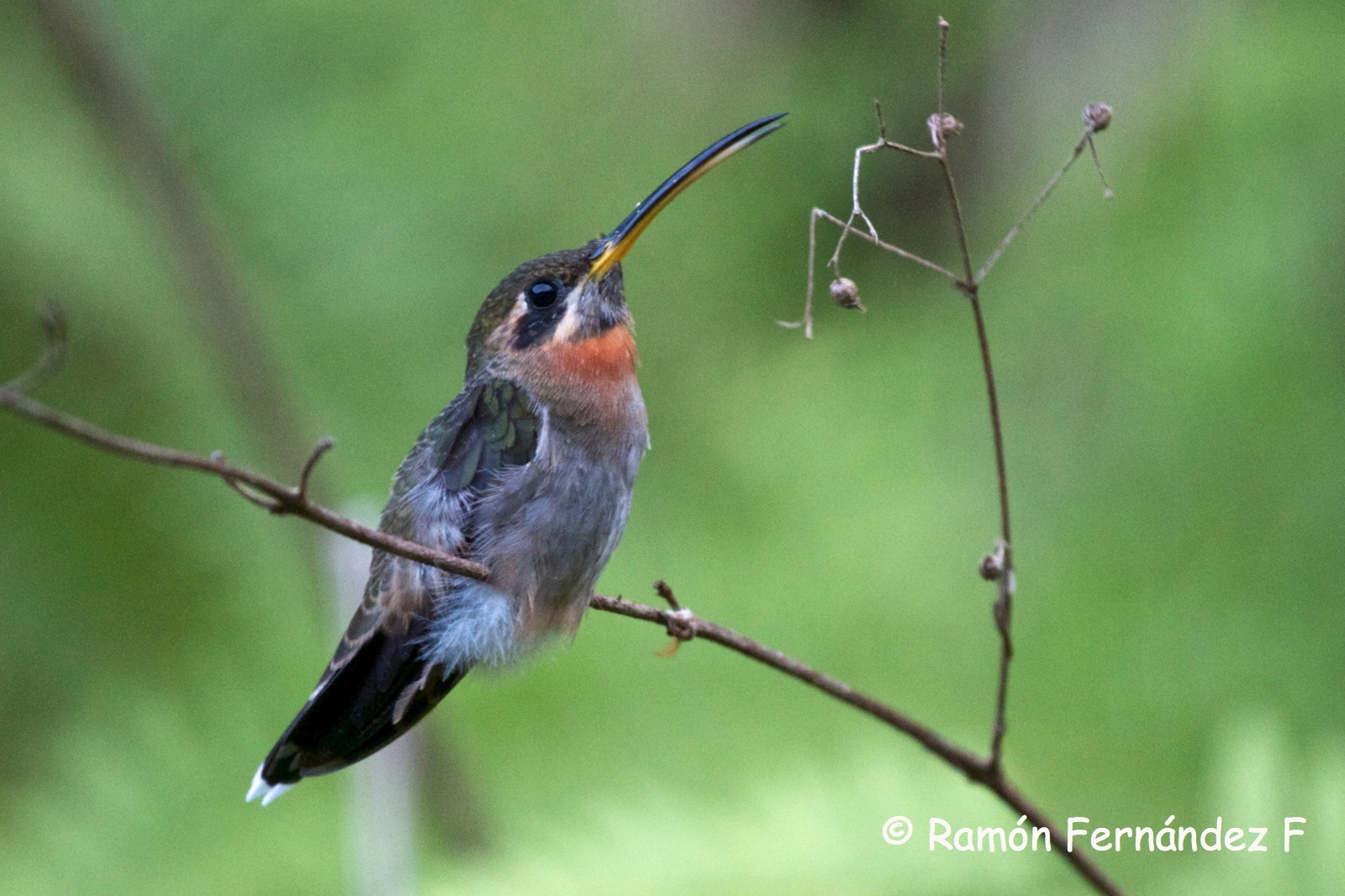 Birding Bocas del Toro: Colibrís de Bocas del Toro Hummingbirds: Band ...