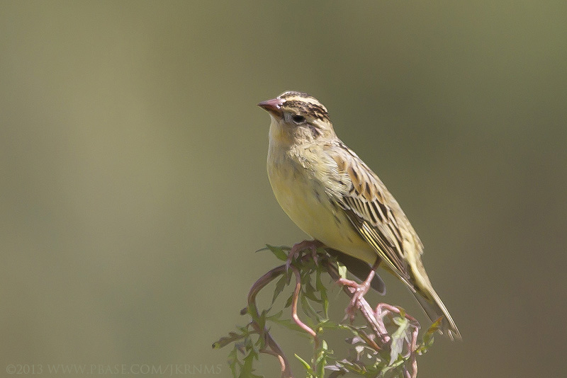 SWFloridabirder: Harns Marsh Preserve: Early May Action