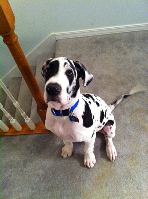 Gallery of Simon Says Great Danes