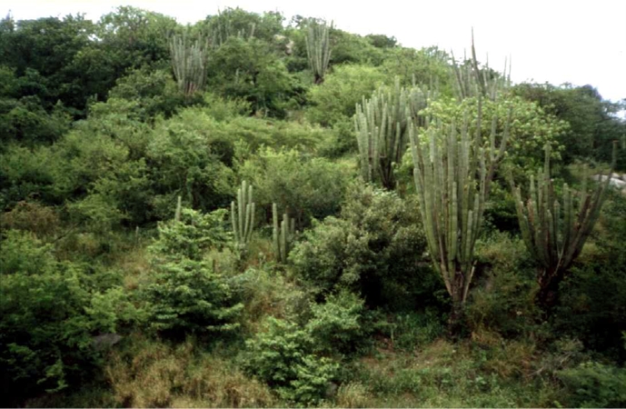 ECOSISTEMAS TERRESTRES COLOMBIANOS: Pastizales-Sabanas-Matorrales