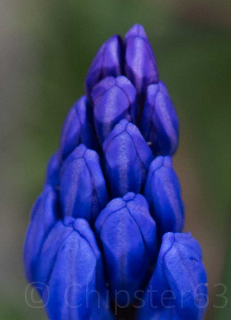 Chipster63 Photography: Winter Blue