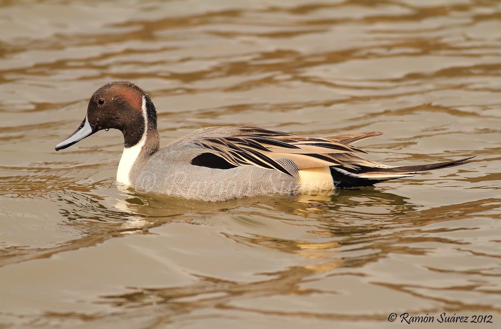 AVES Y ESTRELLAS: Ánade rabudo (Anas acuta)