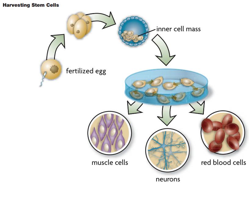 Mrs.Cruz's Biology Class: Chapter 5 Cell Growth and Division
