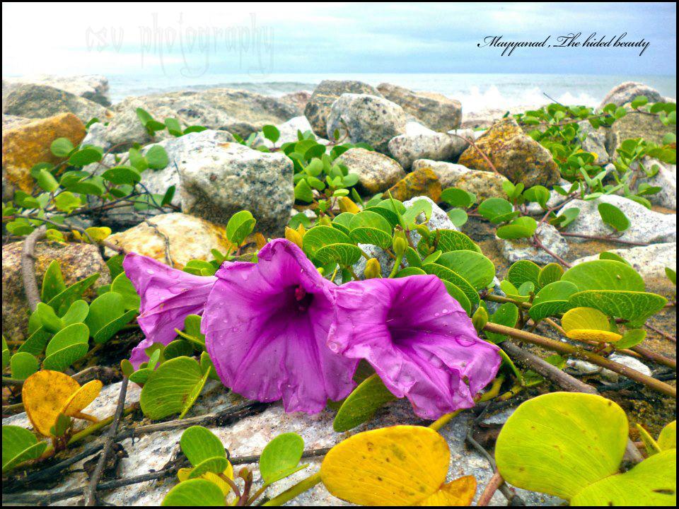 Mayyanad, The untouched beauty