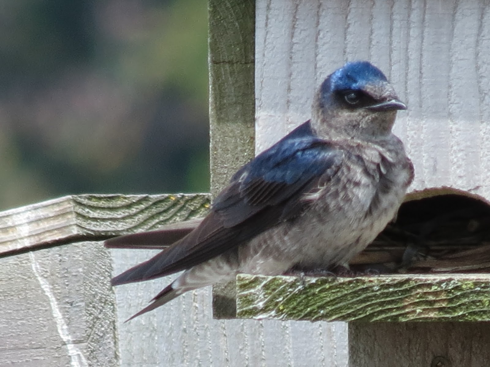 stormidae: Purple Martins
