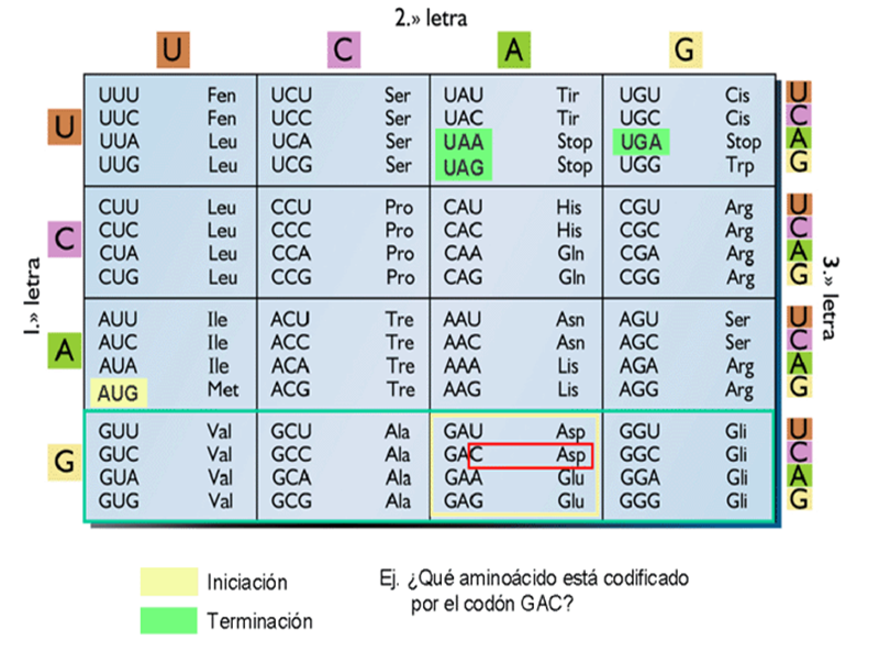 Química Biológica - Paola Beassoni: Dogma central: Traducción