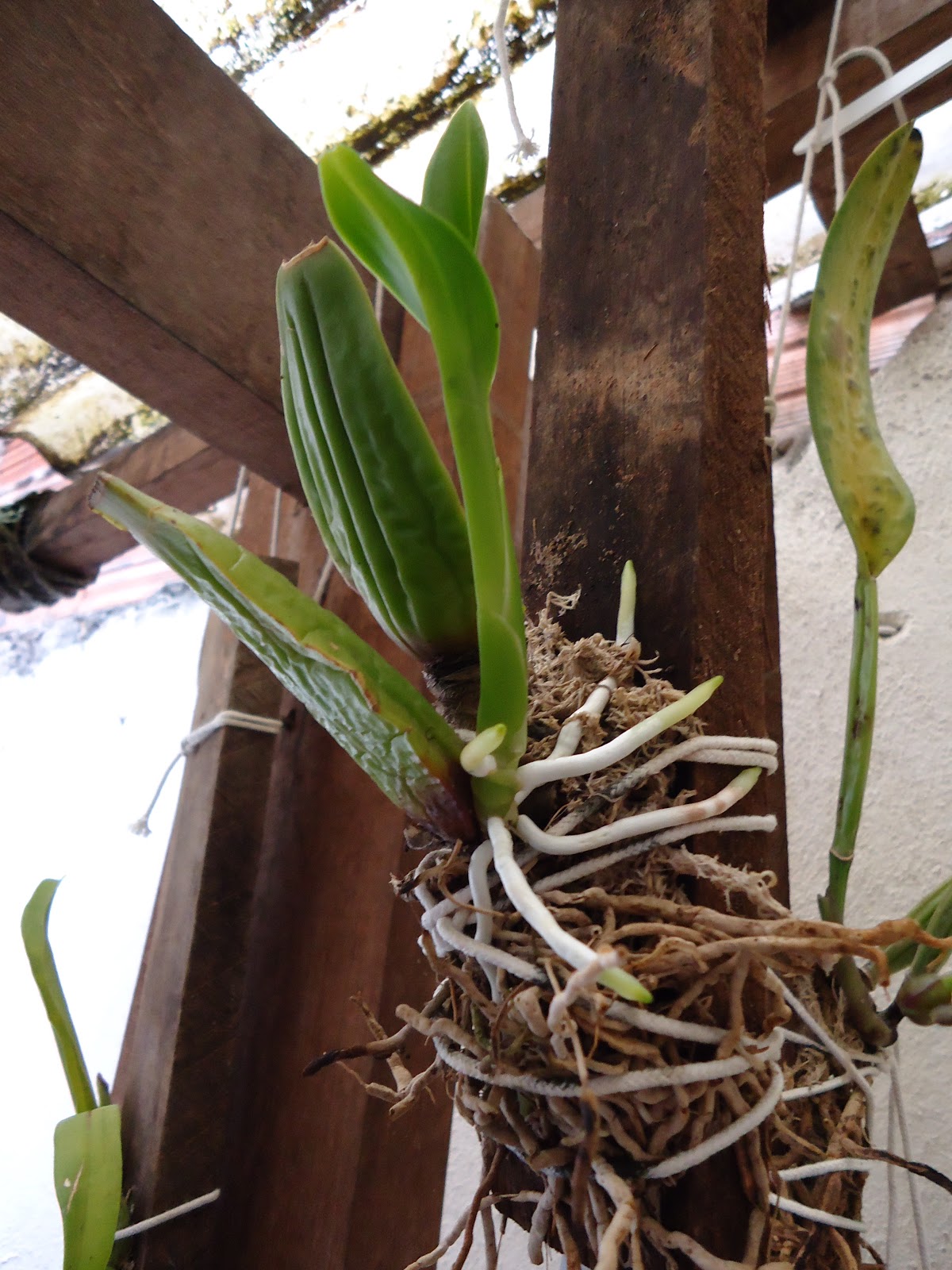 Debbie's Orchids: Orchid cuttings development