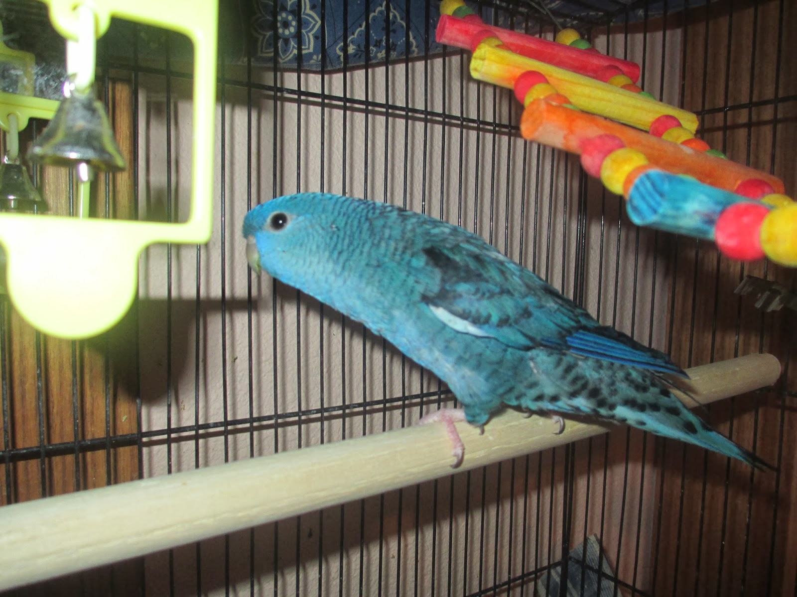 The Splendid Bourke Bird Blog: The Baby Lineolated Parakeets Today