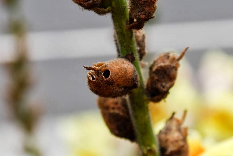 Antirrhinum¸ Dragon skull flower | Snapdragon Seed