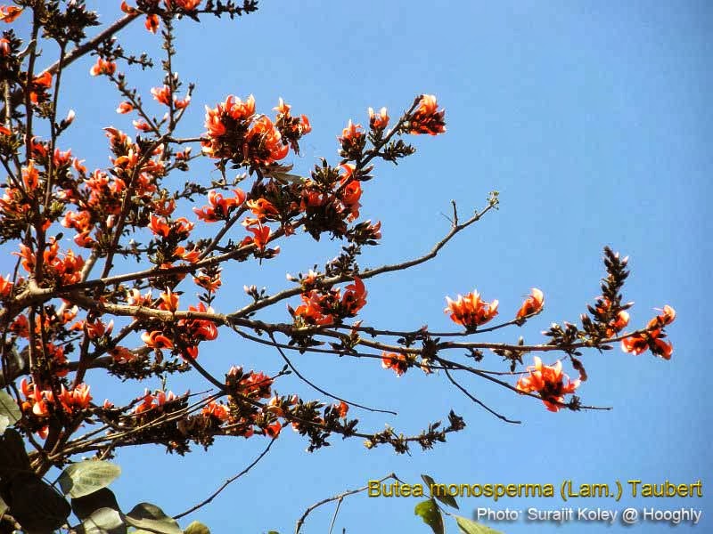 Medicinal Plants: Butea monosperma Palash Moduga 229 Published articles