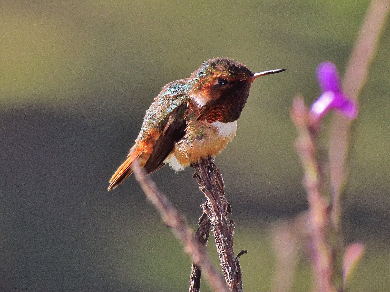 Proyecto Colibríes: Mis Fotos de colibrí Volcán