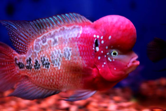 Flowerhorn The Hybrid Cichlids: BiG Head Flowerhorn Fish