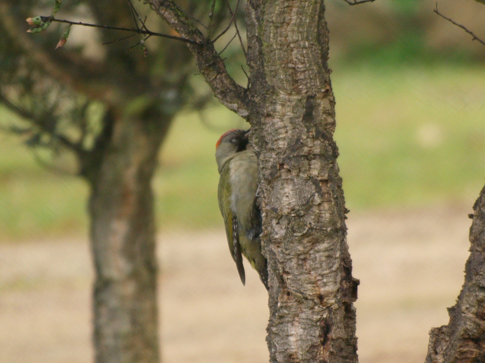 Fotografiando mi Mundo: PITO REAL.Picus viridis linnaeus