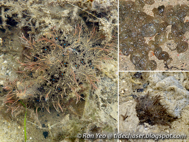 tHE tiDE cHAsER: Sea Hares (Phylum Mollusca: Clade Aplysiomorpha) of ...